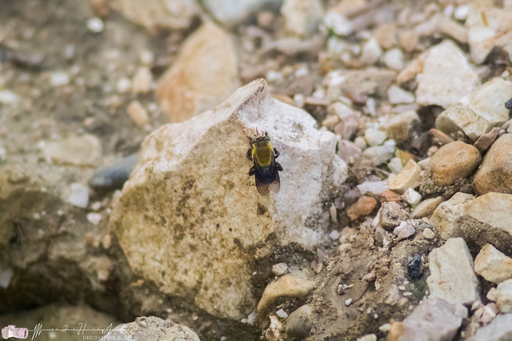Shining Oil-digger Bee from Palenque, Chis., México on July 07, 2022 at ...