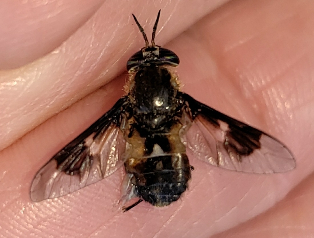 Chrysops excitans from Nobel, ON P0G 1G0, Canada on July 07, 2022 at 06 ...