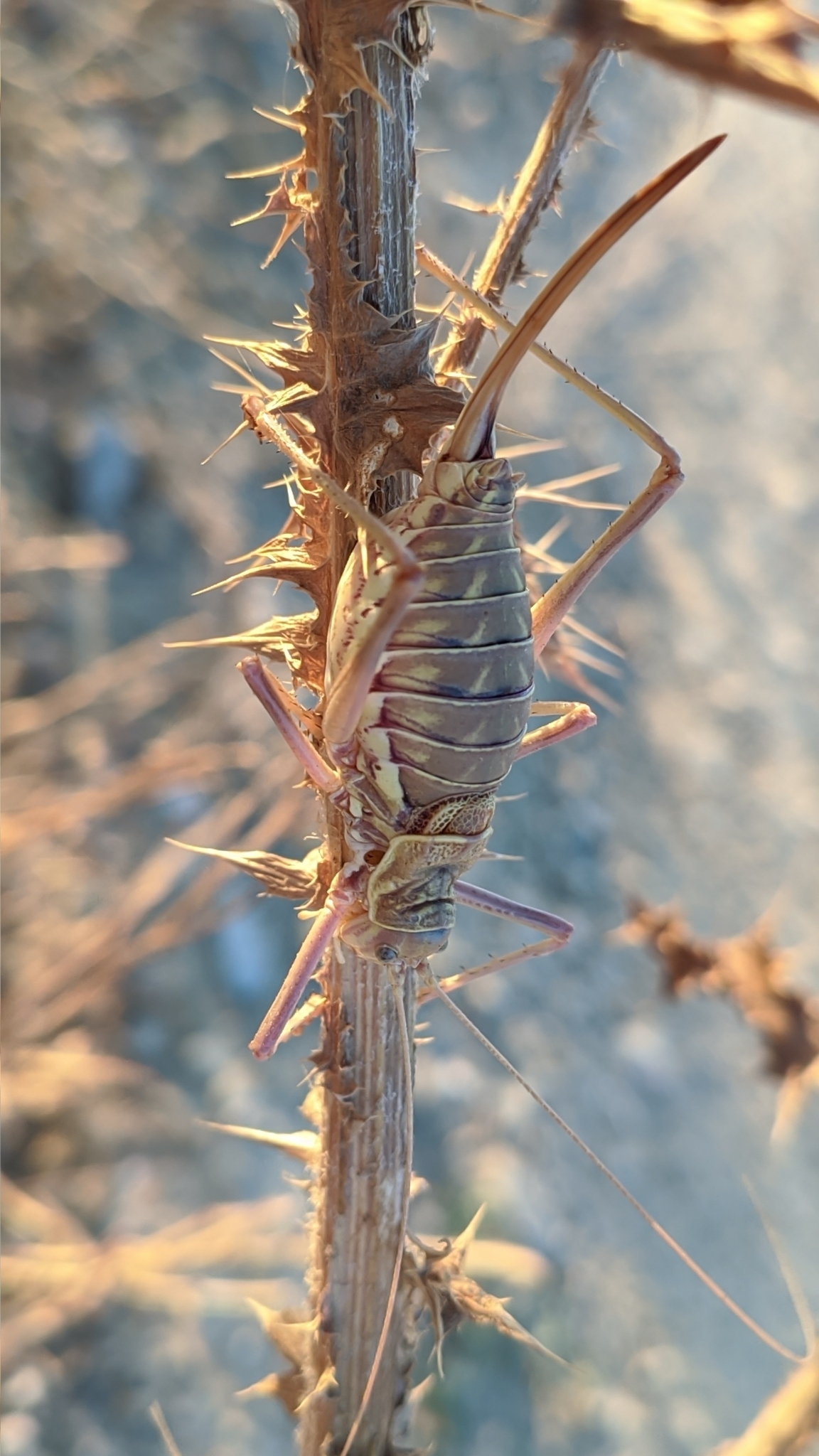 Steropleurus andalusius (Rambur, 1838)