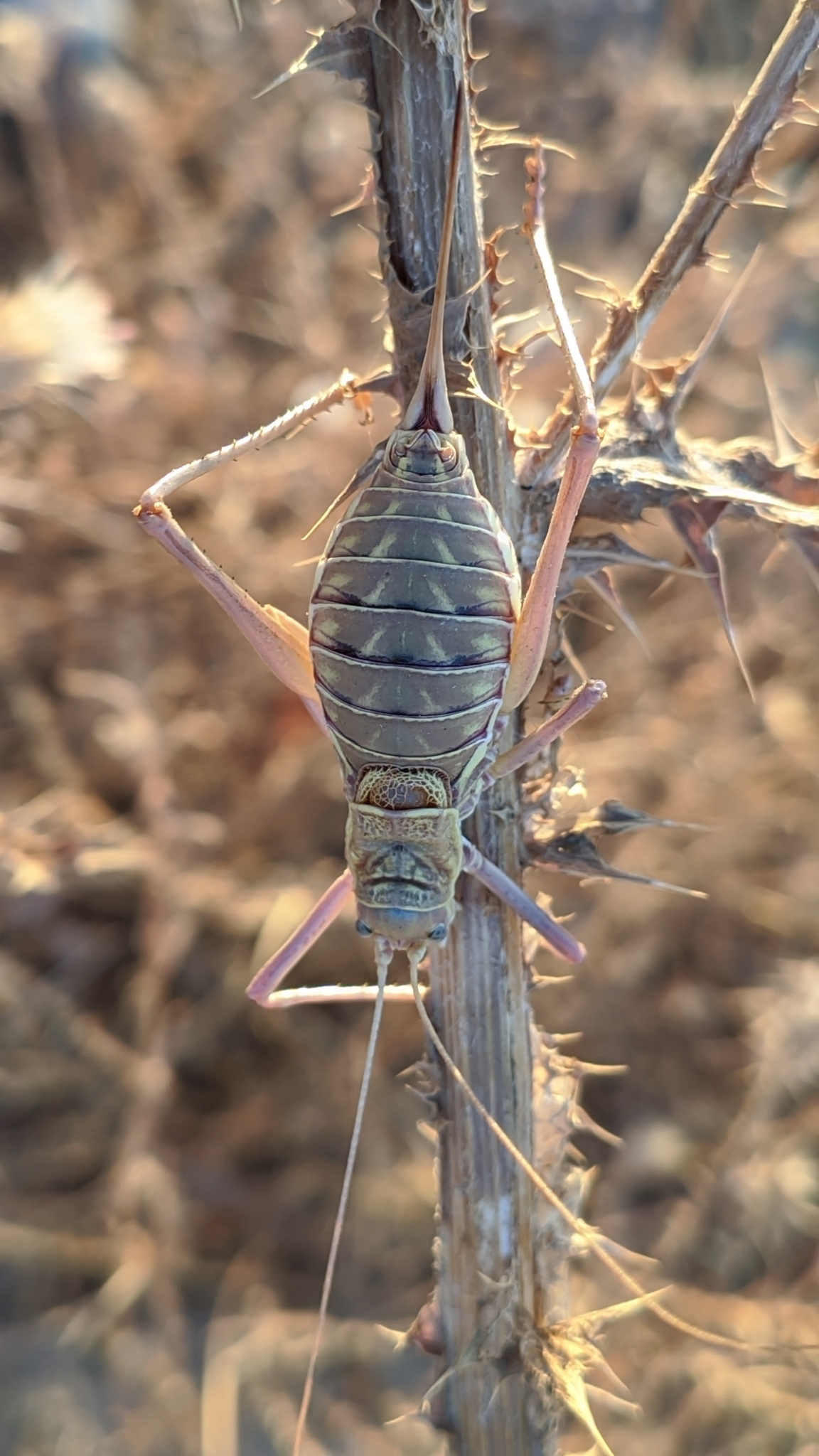 Steropleurus andalusius (Rambur, 1838)