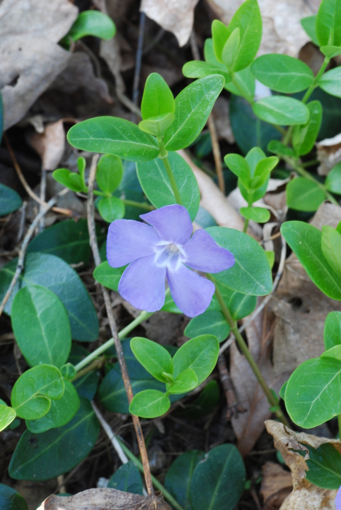 Lesser Periwinkle (MCDEP Species of Note) · iNaturalist