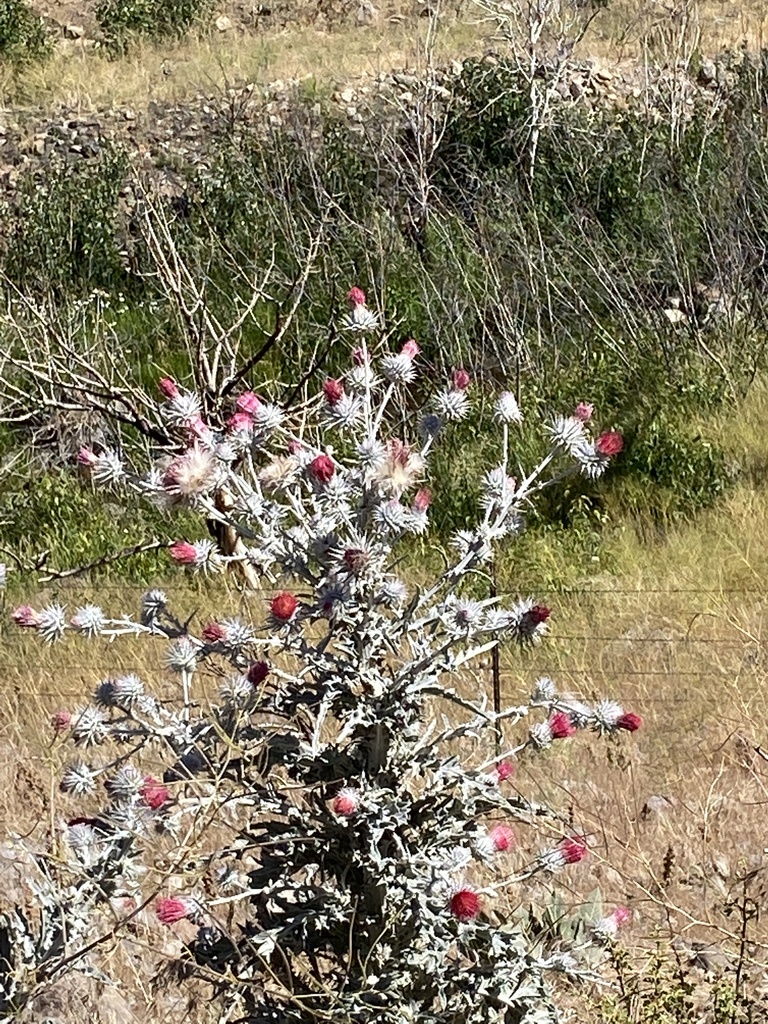 Cobwebby Thistle from Balls Canyon Rd, Chilcoot, CA, US on July 7, 2022 ...
