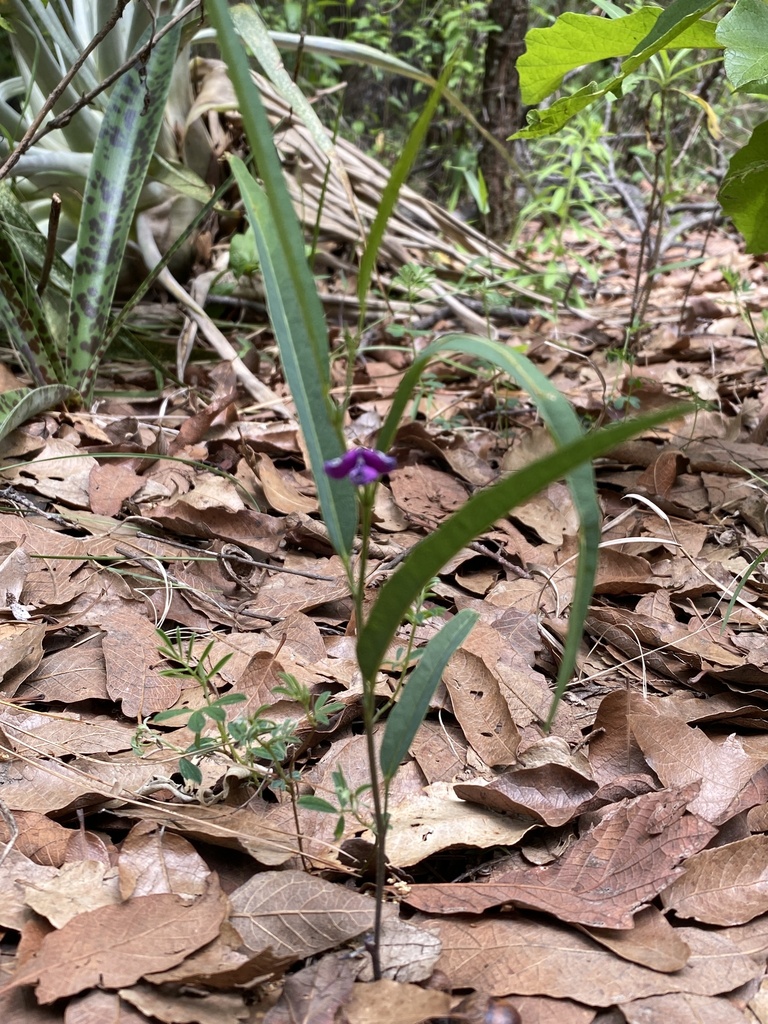 longleaf cologania from Cuernavaca, MX-MR, MX on July 7, 2022 at 03:11 ...