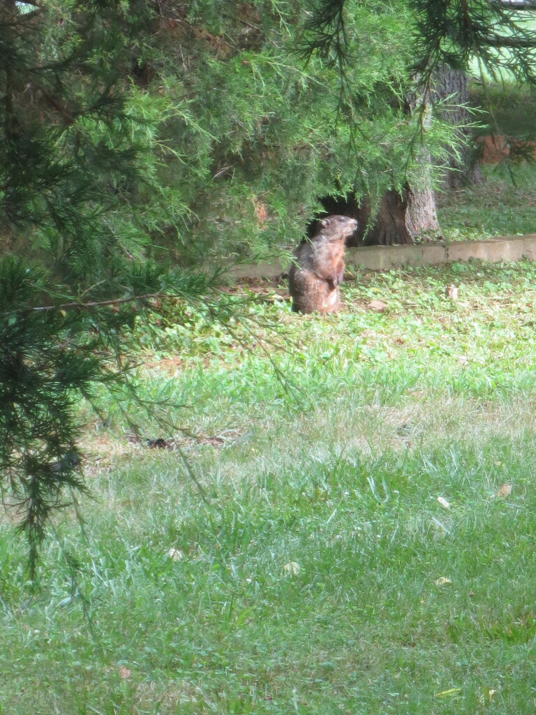 Groundhog from Bristow, VA, USA on July 07, 2022 at 06:10 PM by ...
