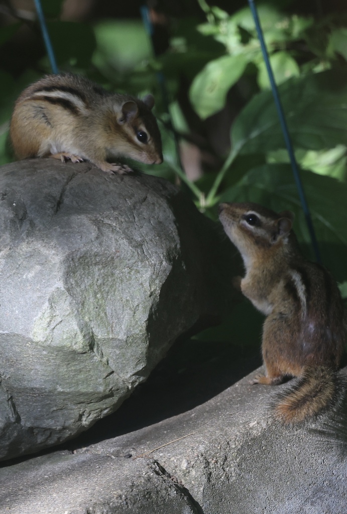 Eastern Chipmunk from Bangor Tt, Bay, MI, USA on June 22, 2022 at 05:43 ...