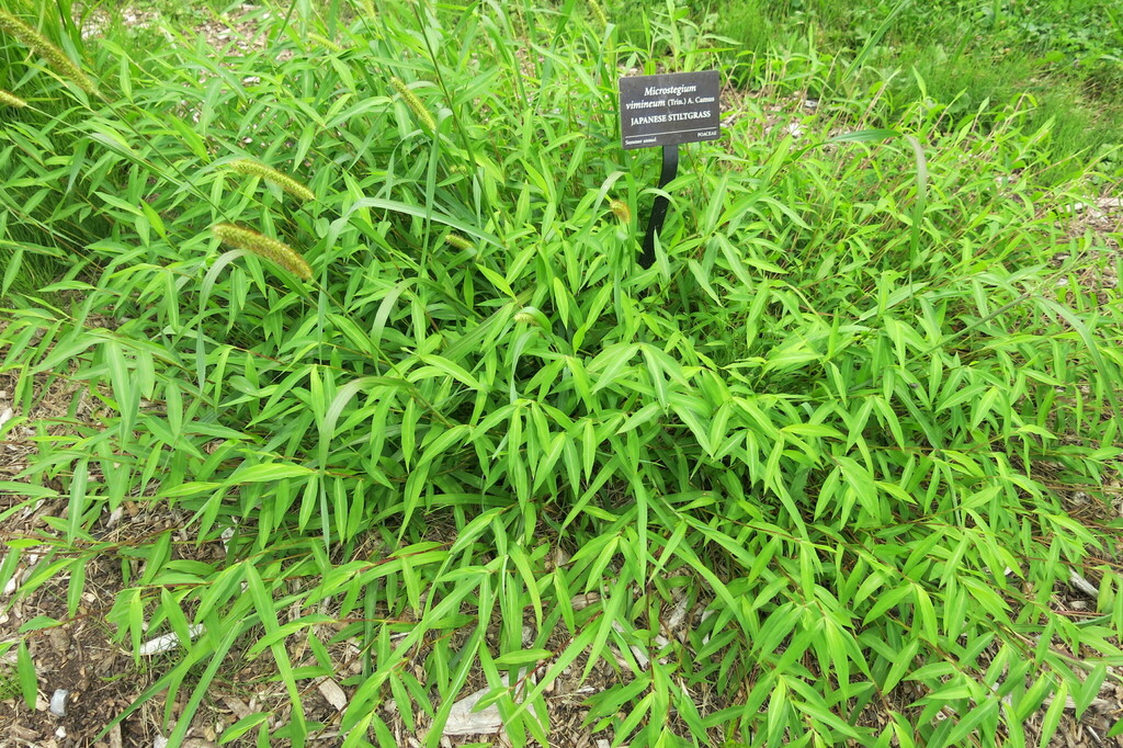 Japanese stiltgrass (MCDEP Species of Note) · iNaturalist