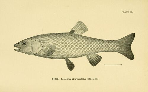 Creek Chub (MCDEP Species of Note) · iNaturalist