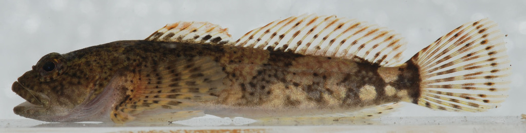 Blue Ridge Sculpin (MCDEP Species of Note) · iNaturalist