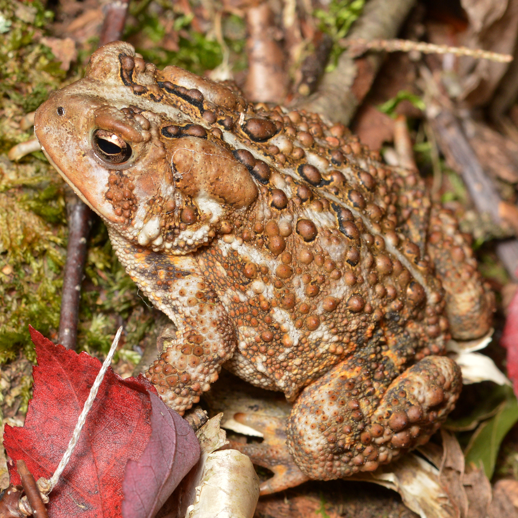 American Toad (MCDEP Species of Note) · iNaturalist