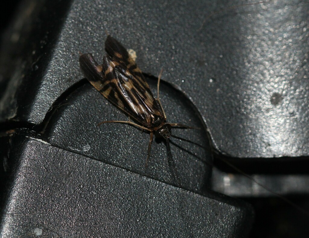 Macrostemum carolina from Jasper County, TX, USA on July 05, 2022 at 09 ...