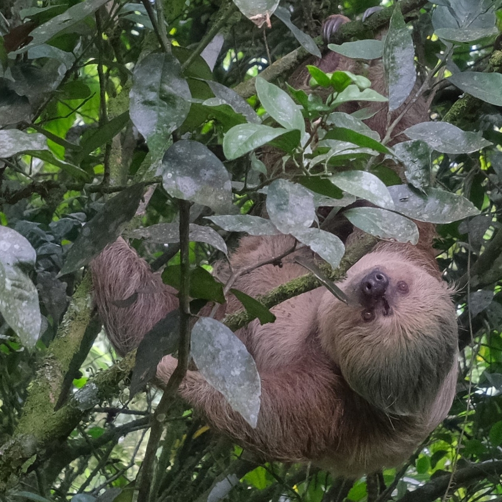 Hoffman's Interior Colombian Two-toed Sloth (Choloepus hoffmanni ...