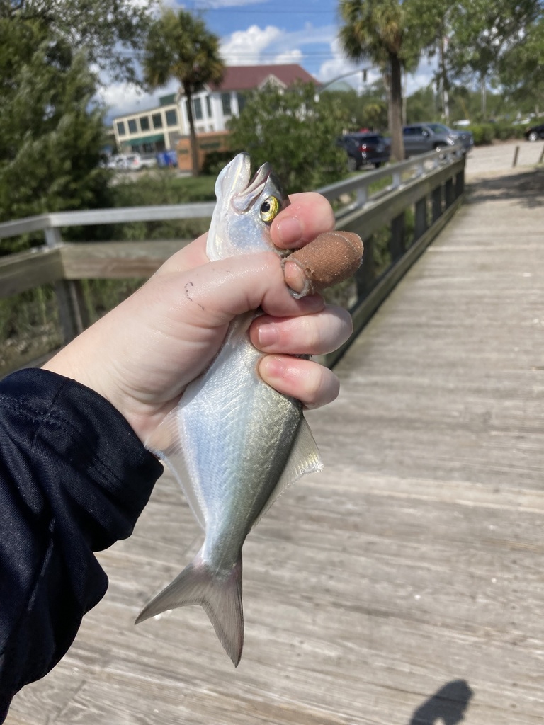 Bluefish from Long Lake, Charleston, SC, US on July 5, 2022 at 10:40 AM ...
