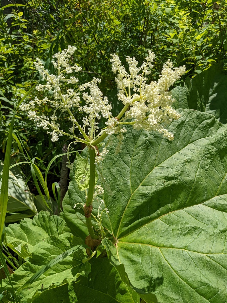 Rhubarb from Northumberland County, NB, Canada on July 07, 2022 at 12: ...
