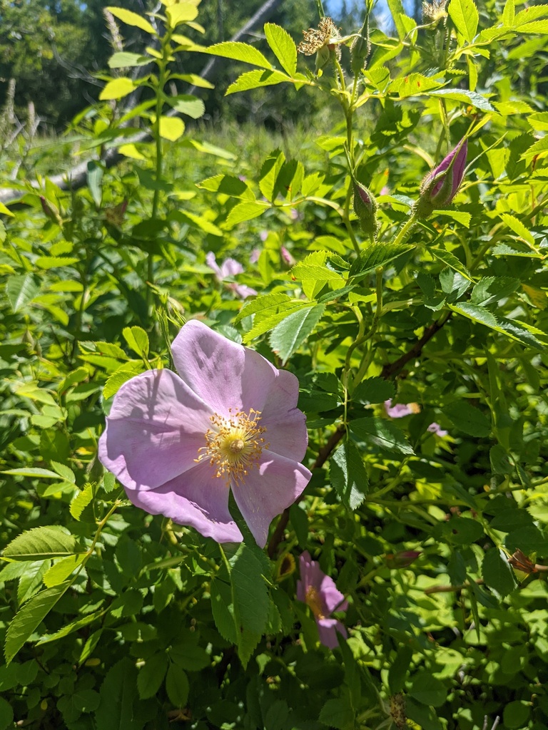 roses from Northumberland County, NB, Canada on July 07, 2022 at 12:30 ...