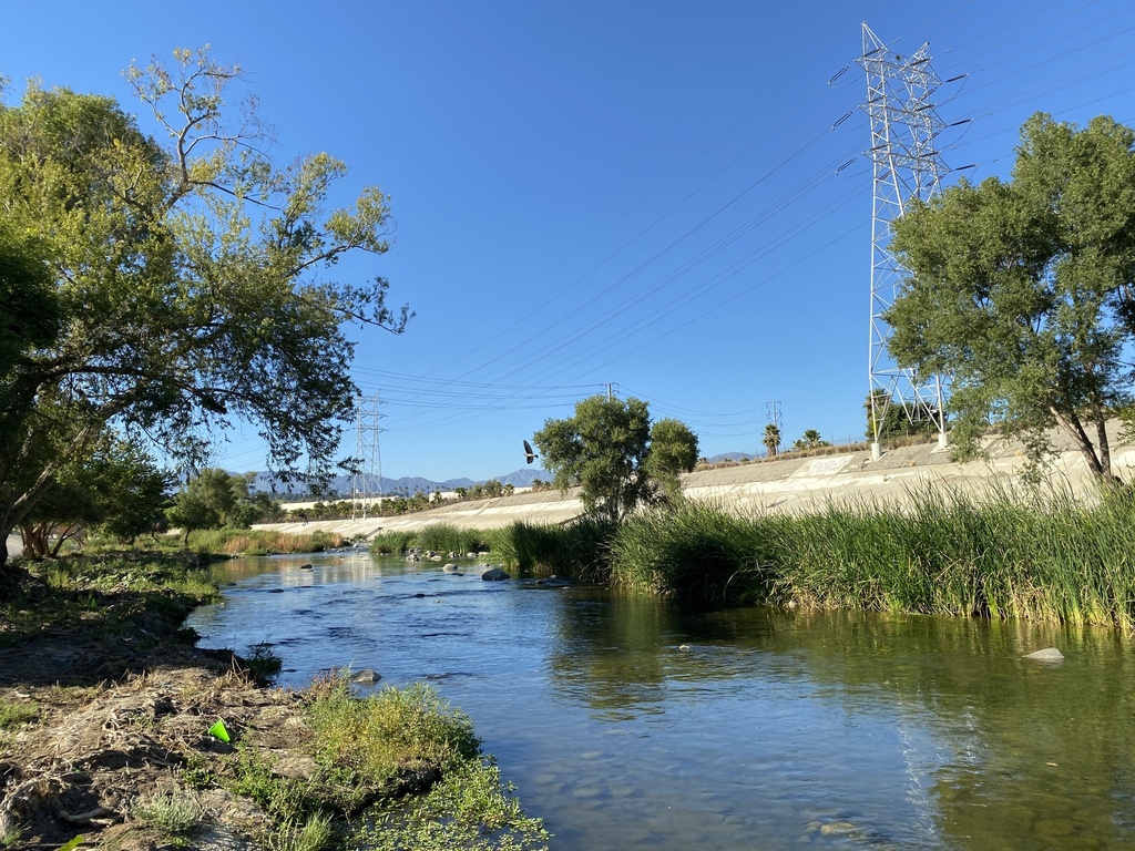 Northern Rough-winged Swallow from Central la River Path, Los Angeles ...