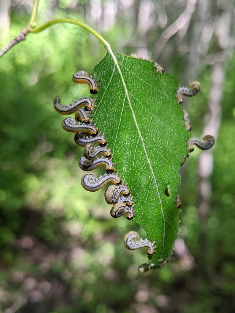 Winged and Once-winged Insects from Northumberland County, NB, Canada ...