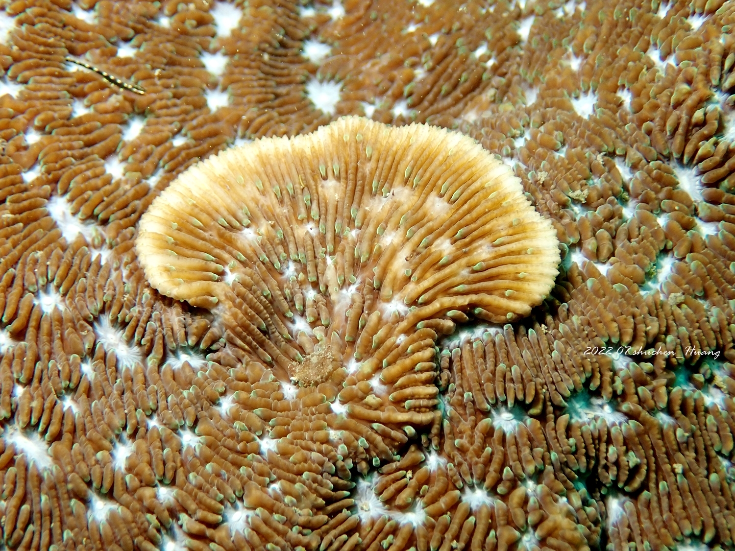 Lithophyllon undulatum Rehberg, 1892