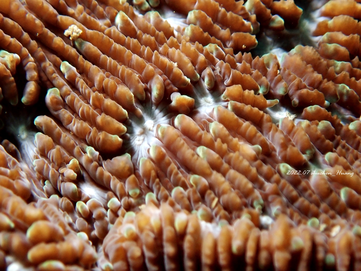 Lithophyllon undulatum Rehberg, 1892