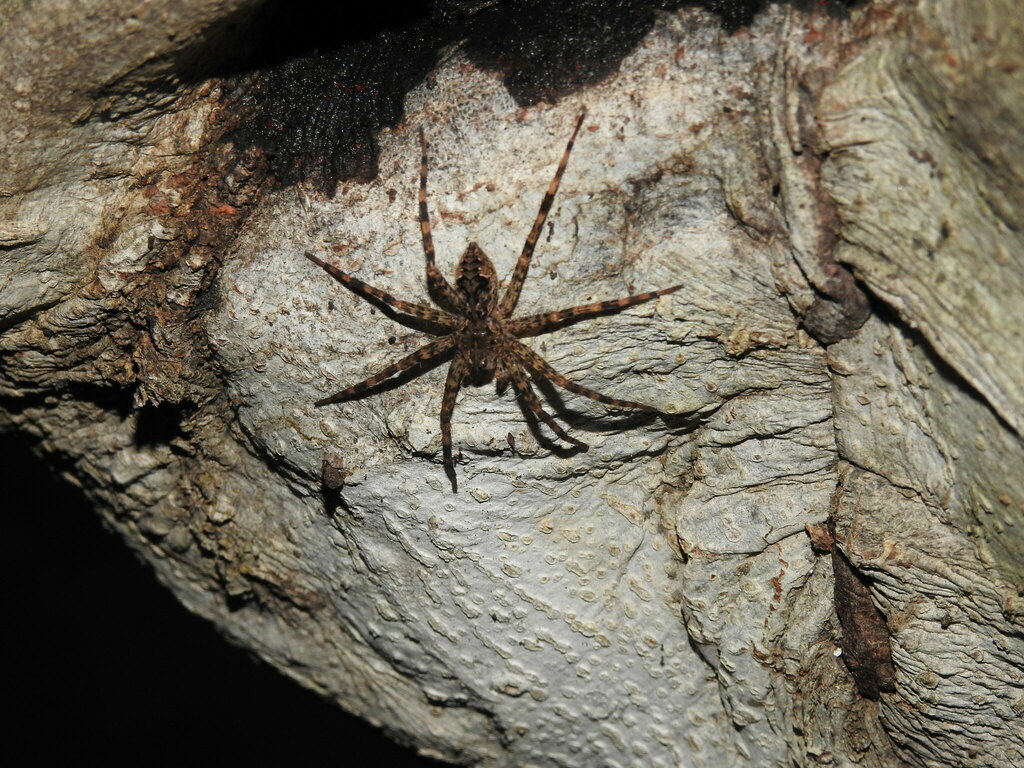 Dark Fishing Spider in July 2022 by Danny Nelson · iNaturalist