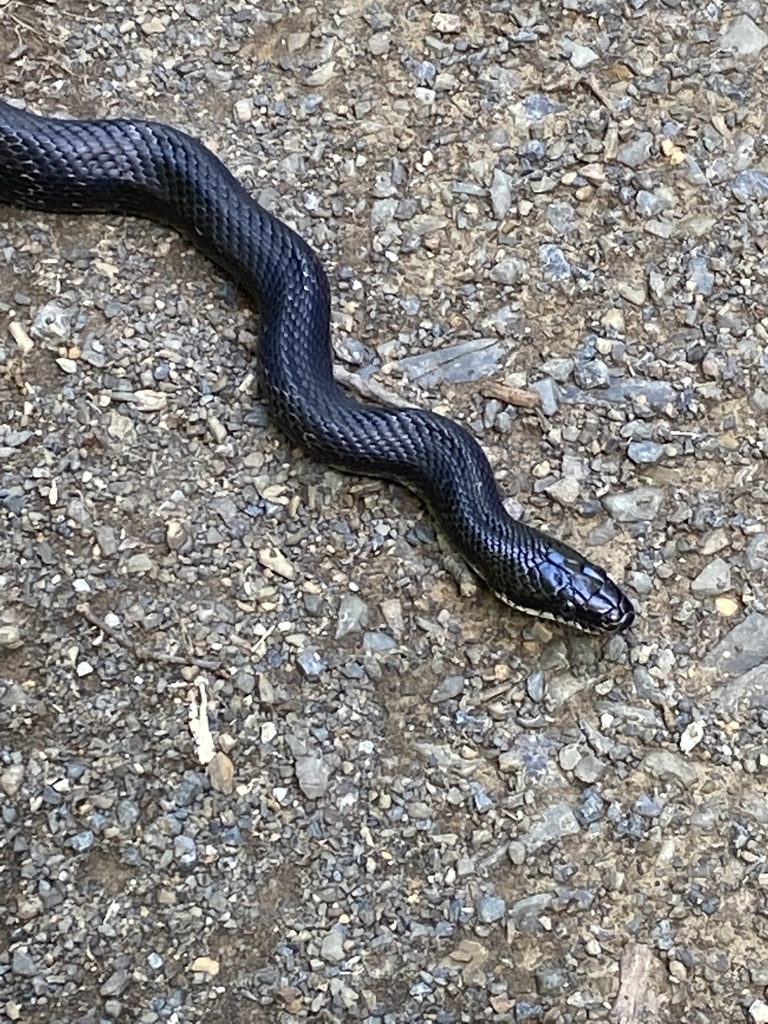 Eastern Ratsnake from Carbaugh Rd, Fayetteville, PA, US on June 28 ...
