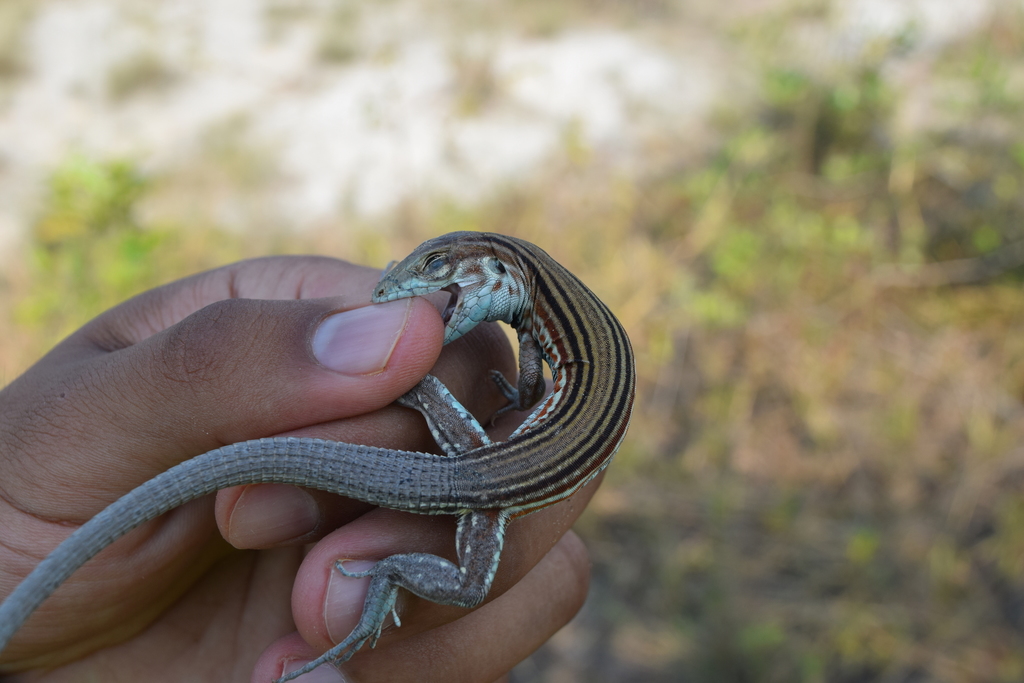 Blackbelly Racerunner from Jáltipan, Ver., México on April 7, 2018 at ...