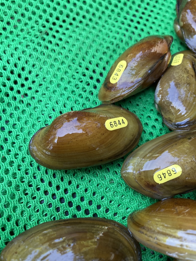 Arkansas Fatmucket (Bivalves of the United States Pt.2) · iNaturalist