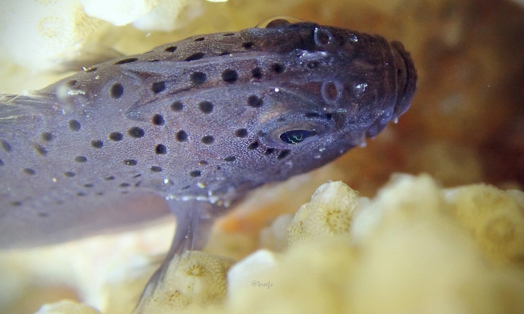 Spotted Croucher in June 2022 by D. Torres-Pulliza. This fish looks ...