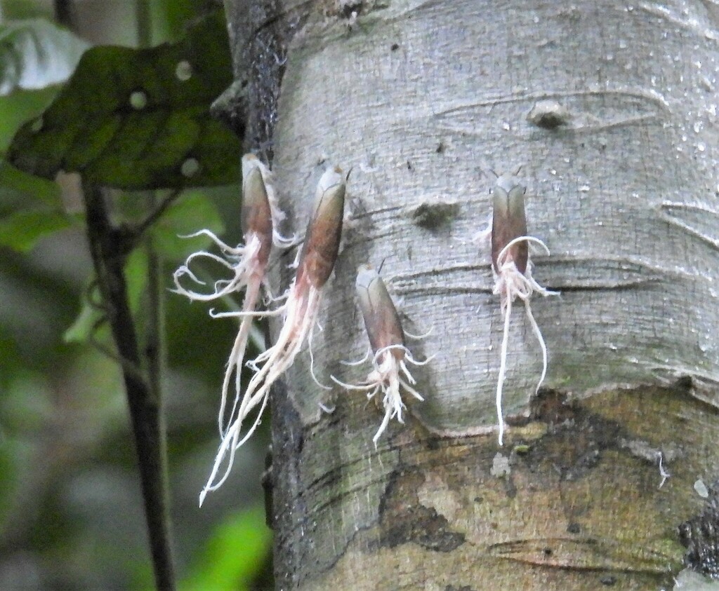 Wax-tailed Planthopper from Puntarenas Province, Quepos, Costa Rica on ...