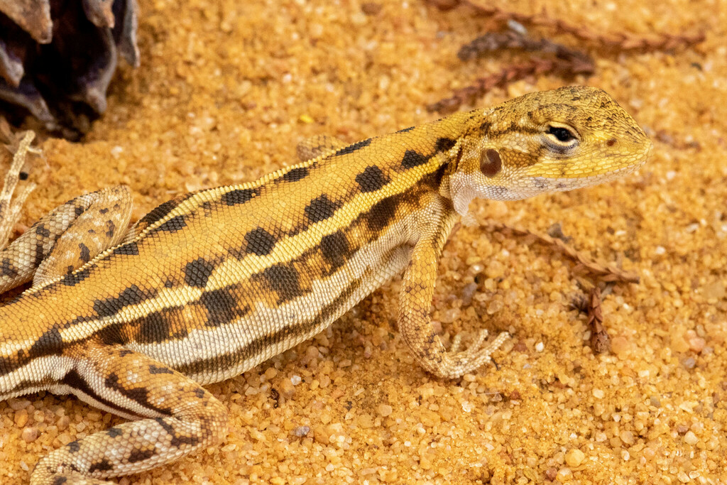 Spotted Sand Dragon (reptiles of australia) · iNaturalist