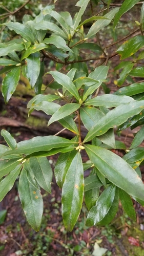 Hybrid Pittosporum bicolor × undulatum · iNaturalist