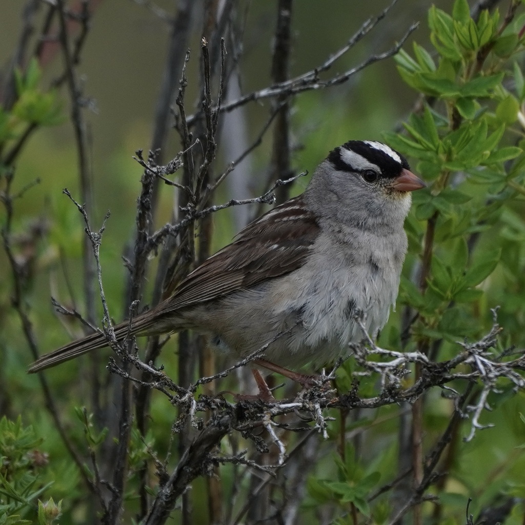 White-crowned Sparrow from Banff National Park, Banff, Division No. 15 ...