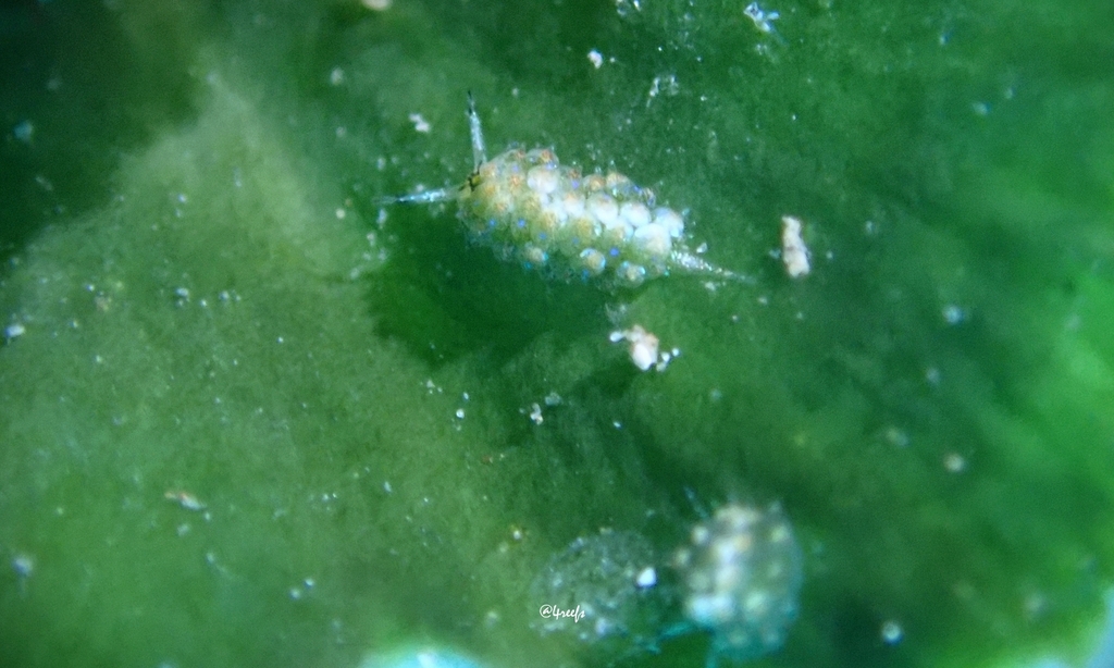 little leaf-sheep in June 2022 by D. Torres-Pulliza · iNaturalist