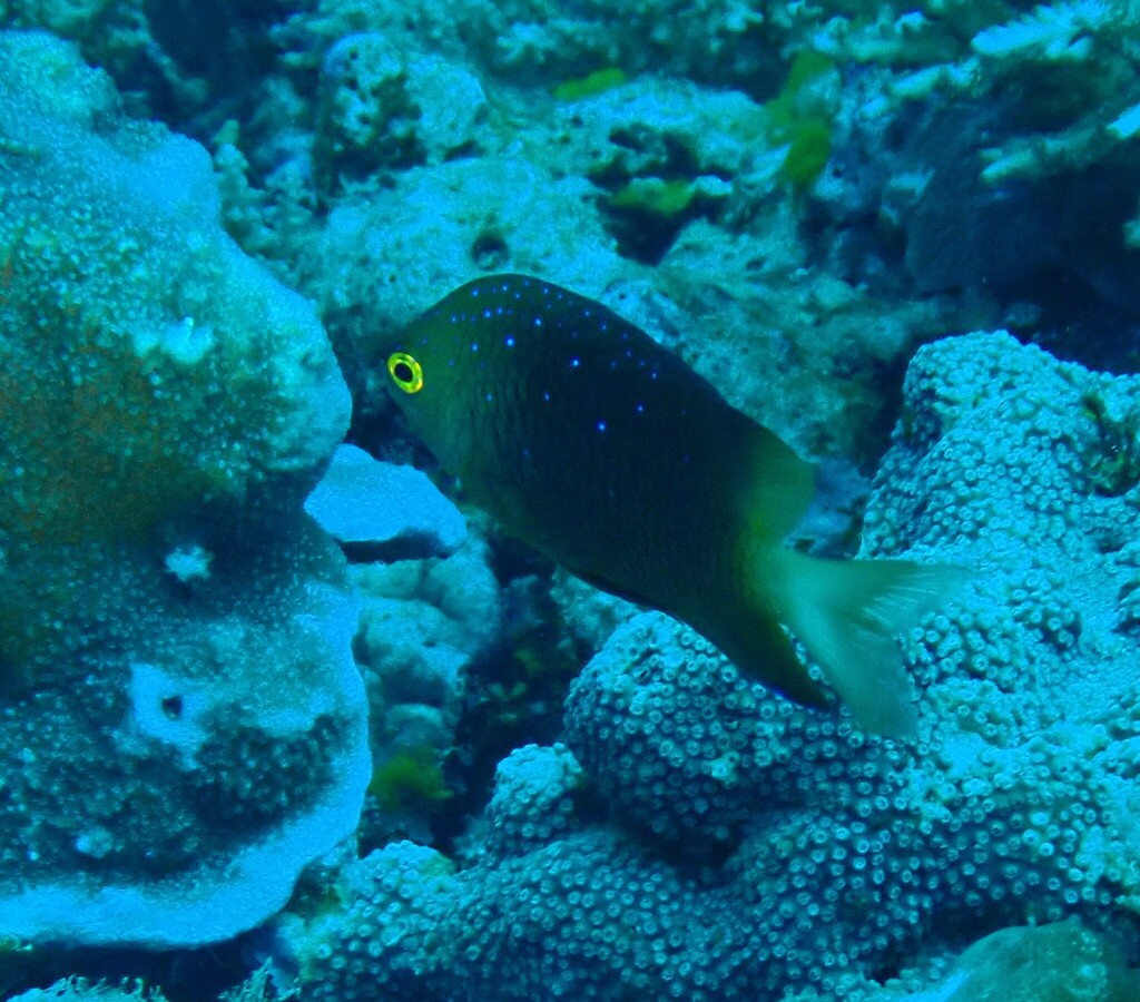 Jewel Damsel from Lomaiviti, Fiji on July 02, 2022 at 10:48 AM by Debra ...