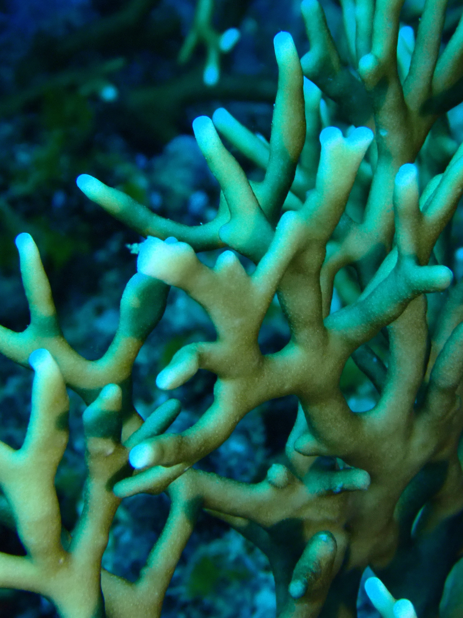 Millepora tenera Boschma, 1949