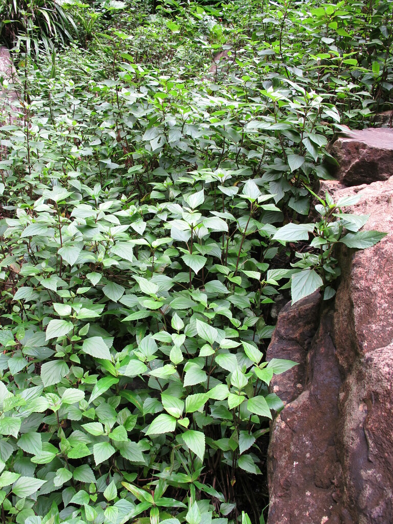 sticky snakeroot from Springbrook QLD 4213, Australia on March 25, 2014 ...