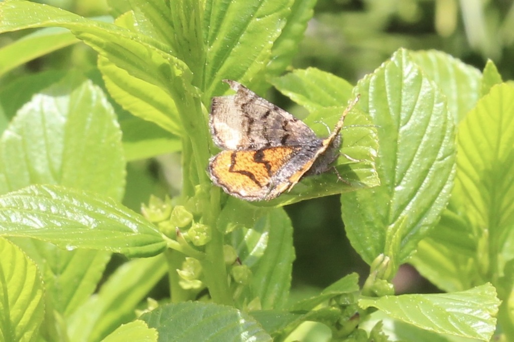 Red-winged Wave Moth from Improvement District No. 4, AB T0K, Canada on ...
