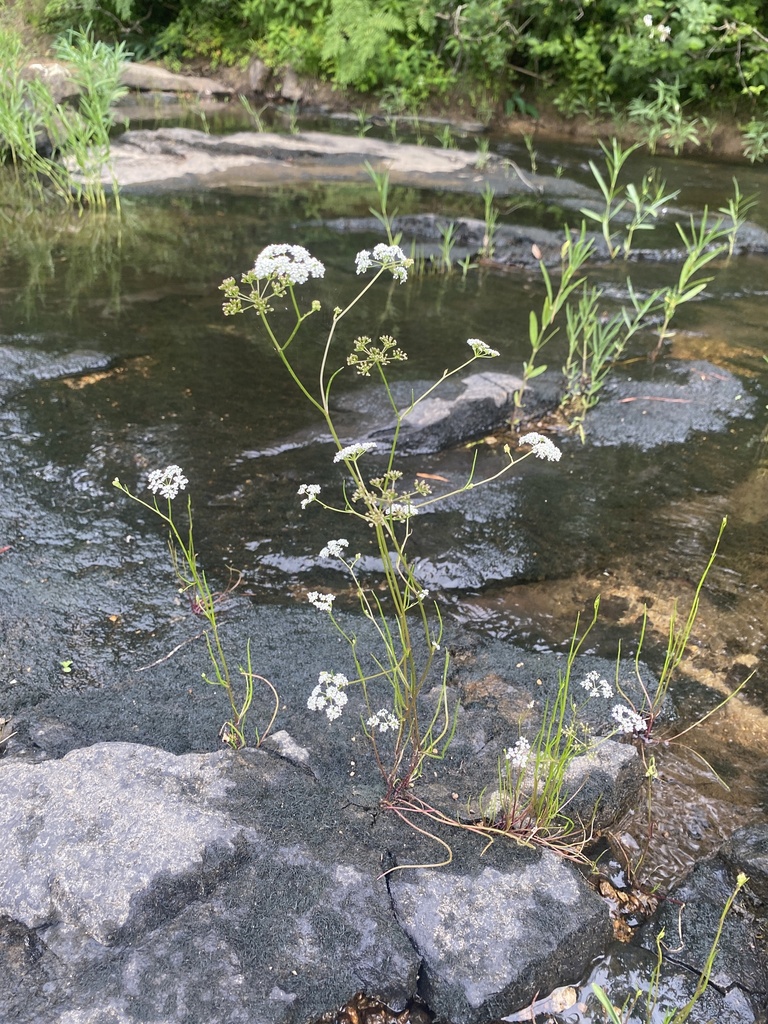 harperella (Ptilimnium nodosum) - Botanical Realm