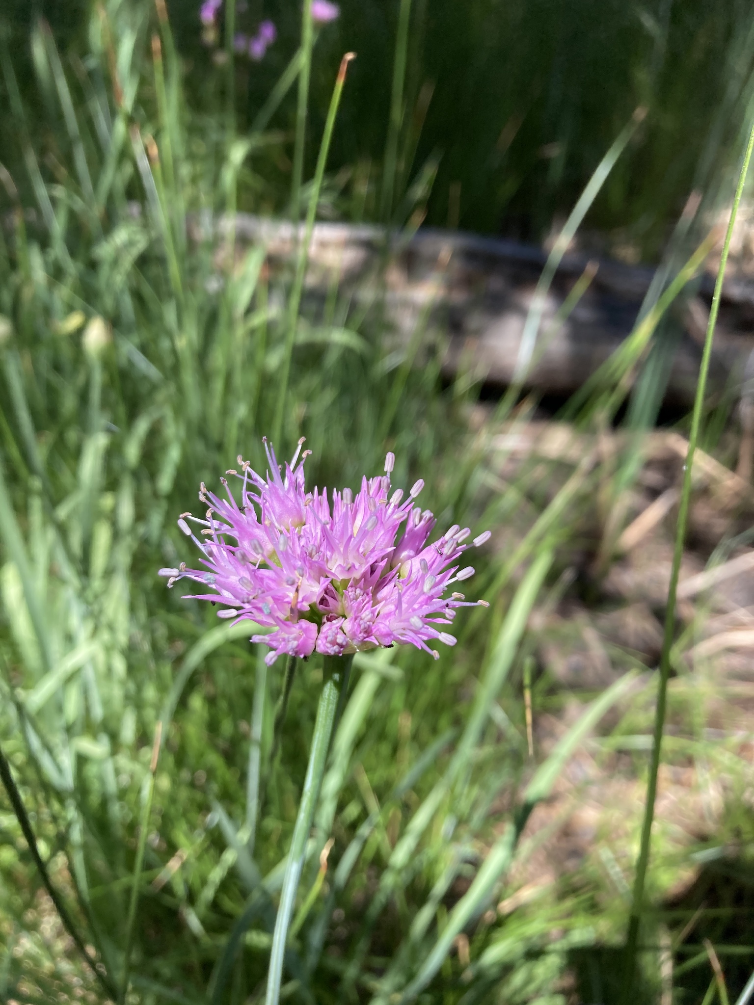 Allium validum S.Watson