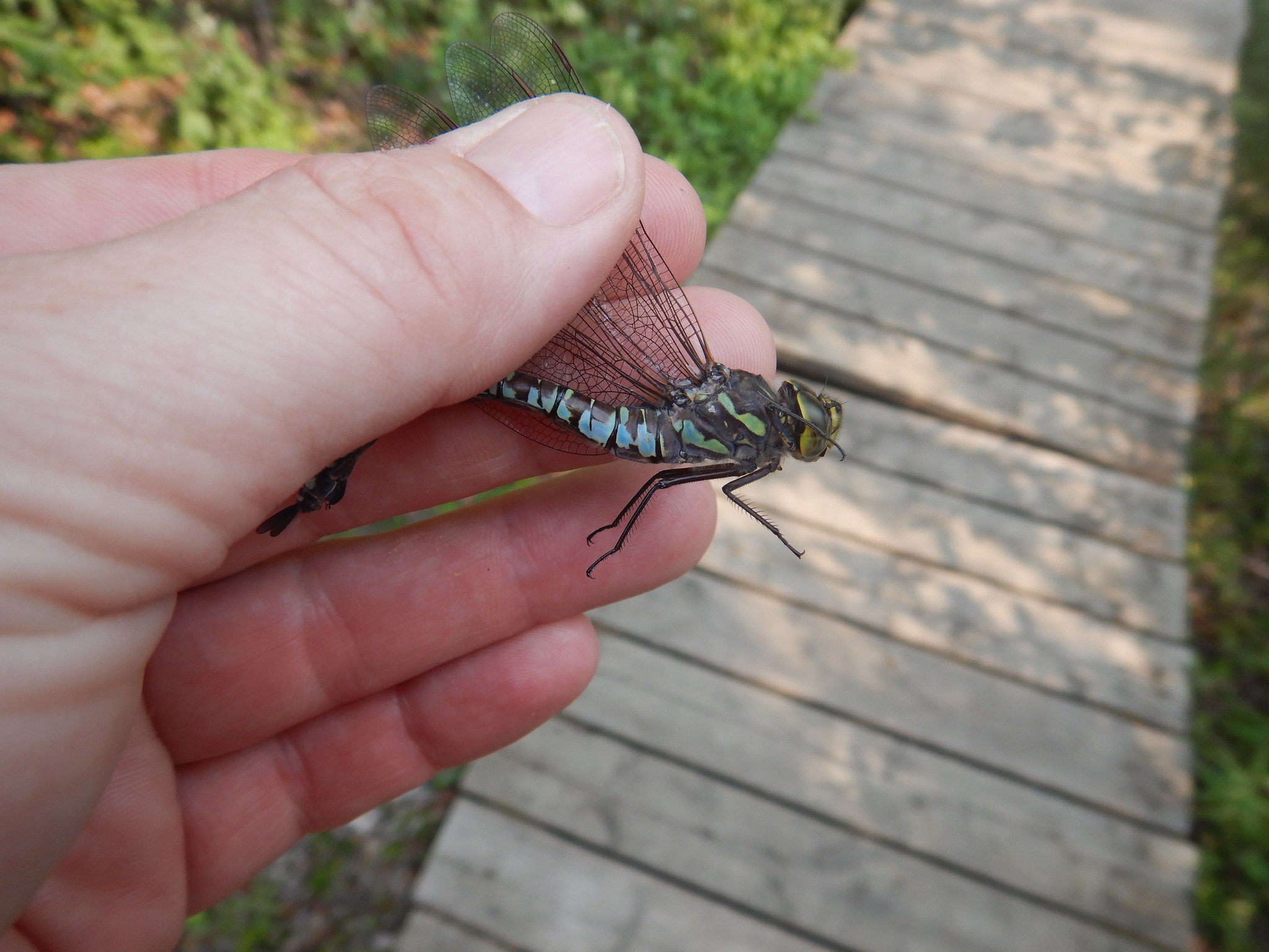 Aeshna eremita Scudder, 1866