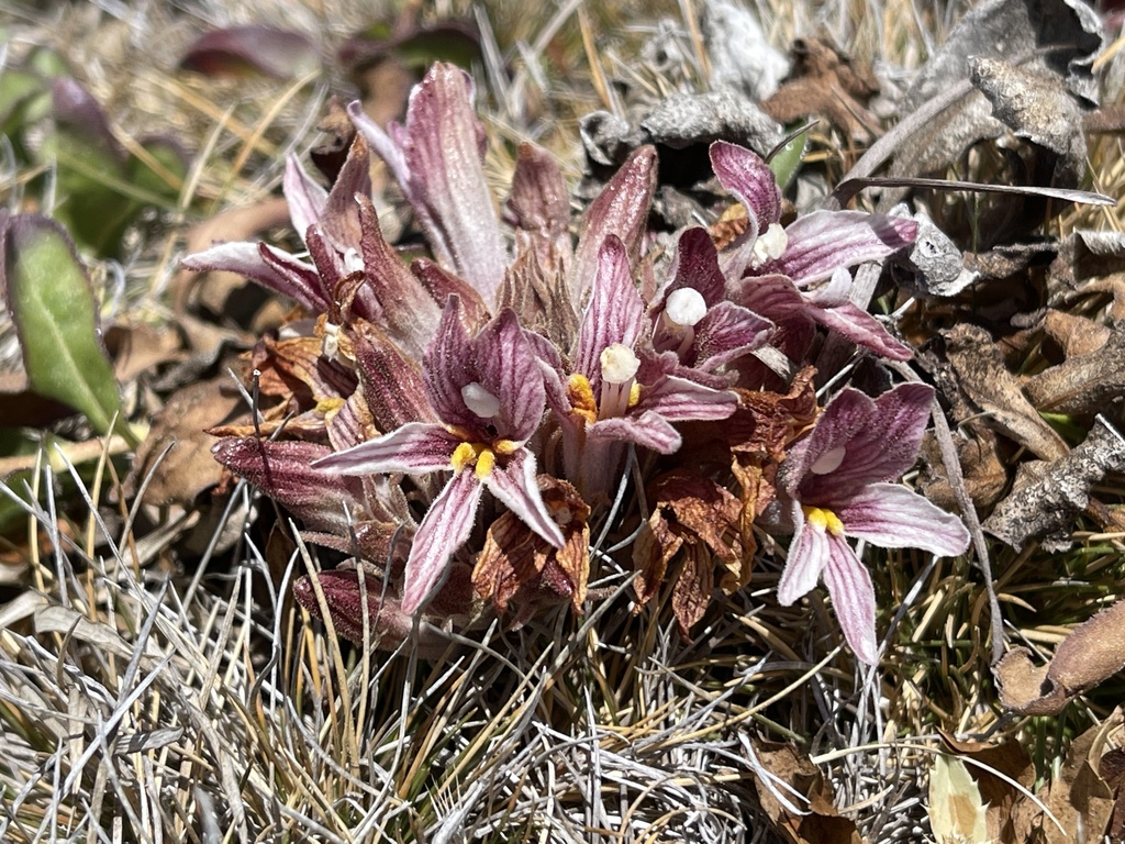 California Broomrape from North Coast, Ragged Point, CA, US on July 07 ...