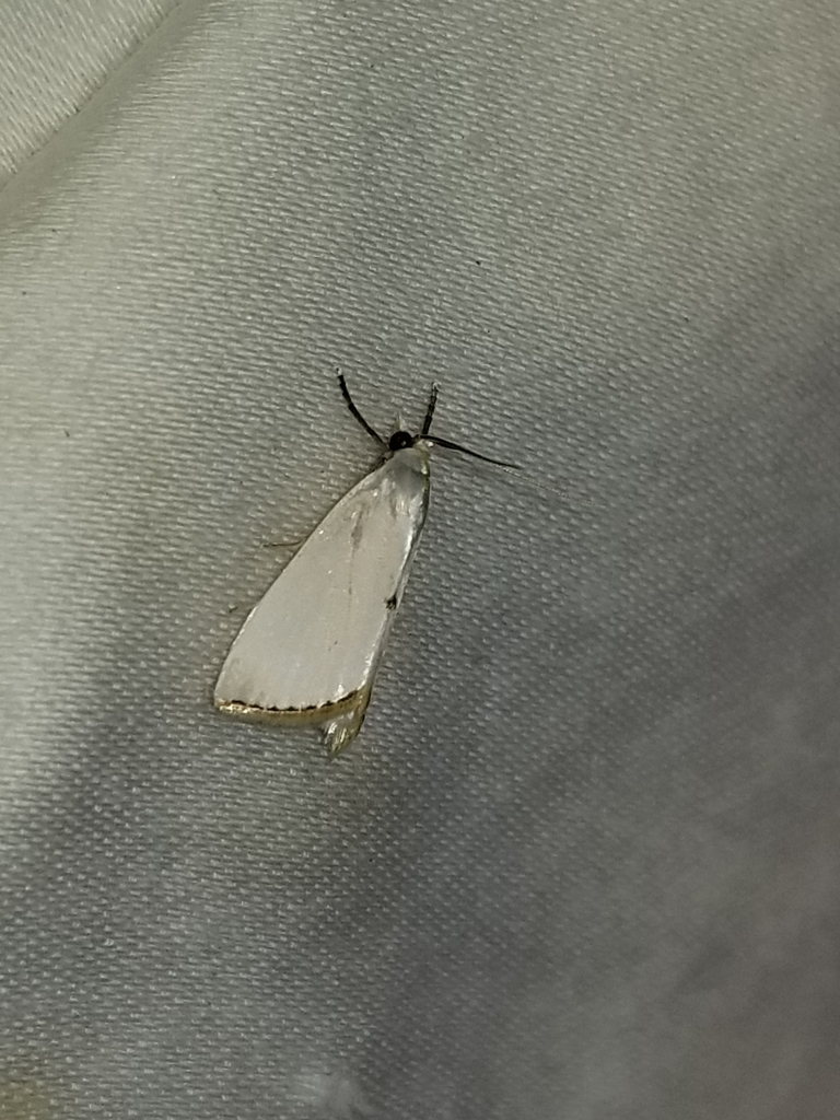 Snowy Urola Moth from Strafford, VT 05072, USA on July 07, 2022 at 11: ...