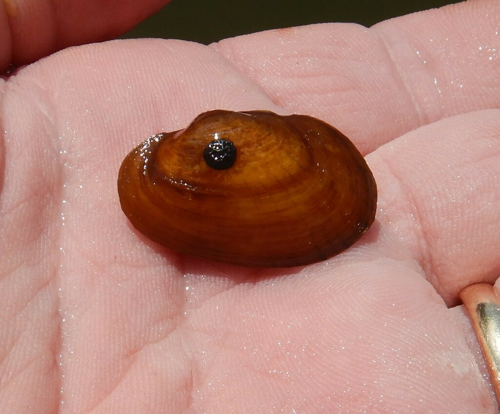 Orangenacre Mucket in July 2022 by Jeff Garner. Juvenile released here ...