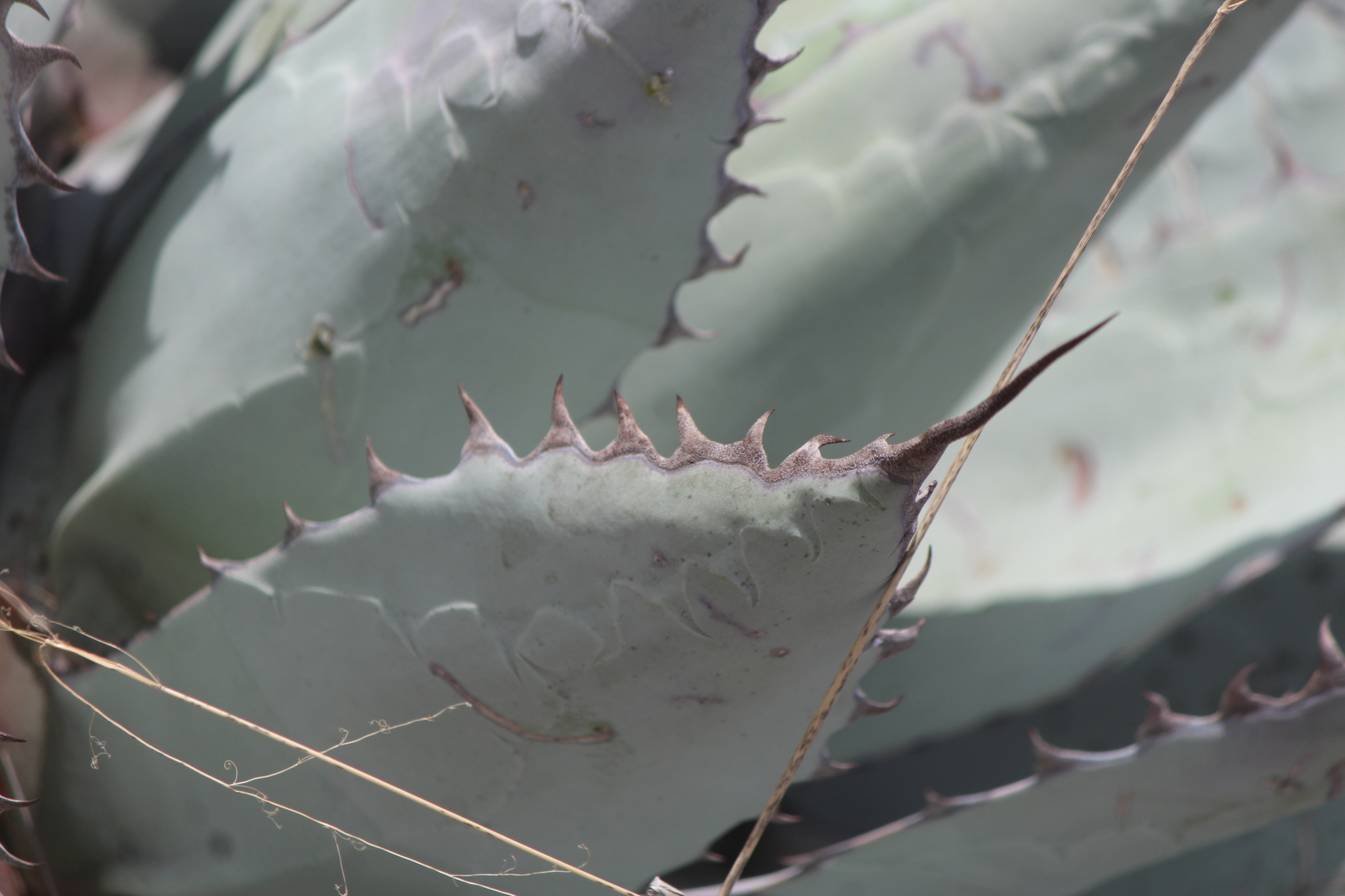 Agave flexispina Trel.