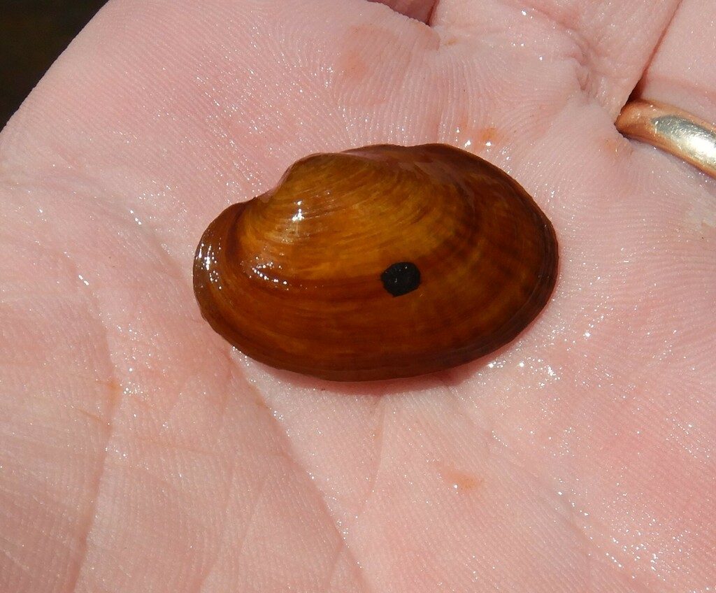 Orangenacre Mucket in July 2022 by Jeff Garner. Juvenile released here ...