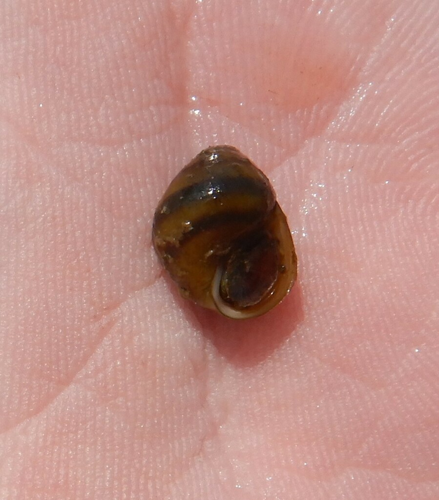 Plicate Rocksnail in July 2022 by Jeff Garner · iNaturalist
