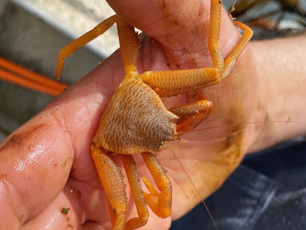 Scaled Crab from Kanish Bay, Strathcona J (Discovery Islands-Mainland ...