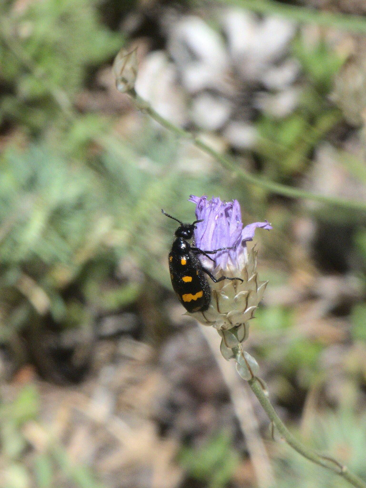 Hycleus polymorphus (Pallas, 1771)