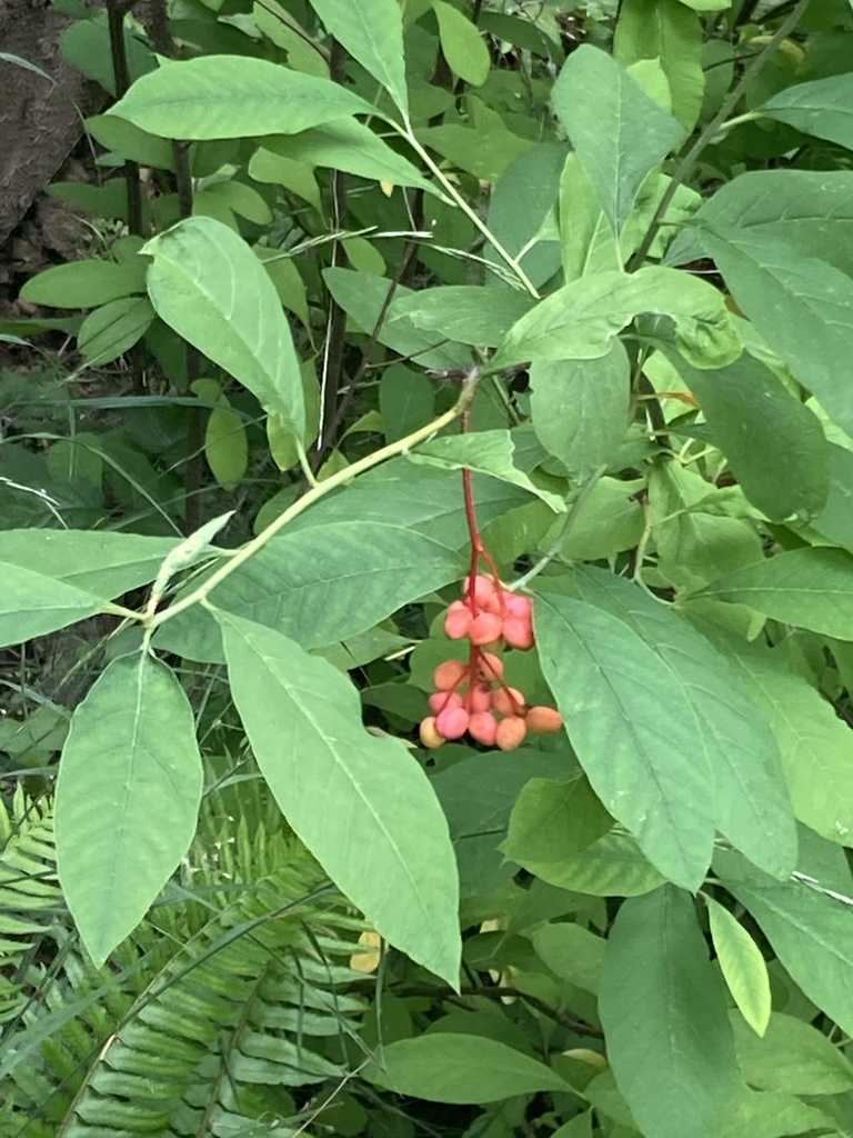 Osoberry from Olympic National Park, Port Angeles, WA, US on June 28 ...