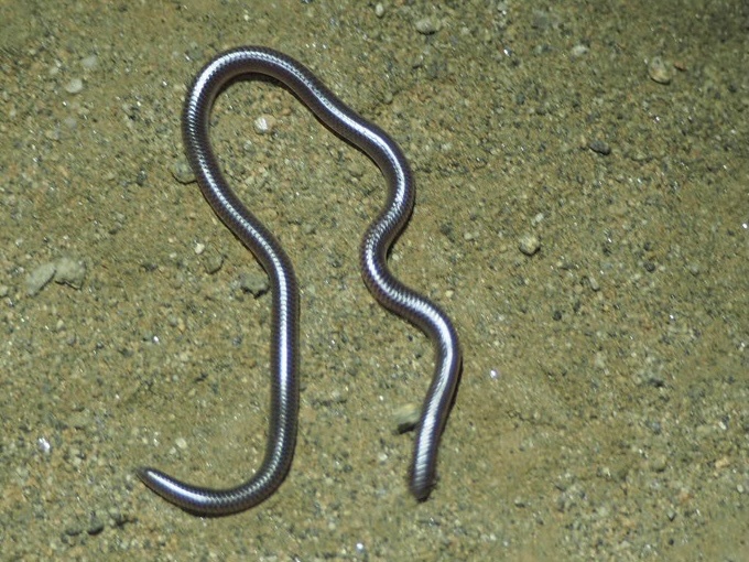 Rena humilis humilis