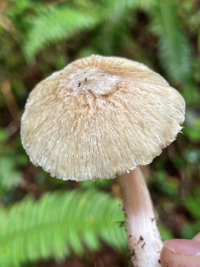 Inocybe melleiconica from I-90 W, North Bend, WA, US on July 7, 2022 at ...
